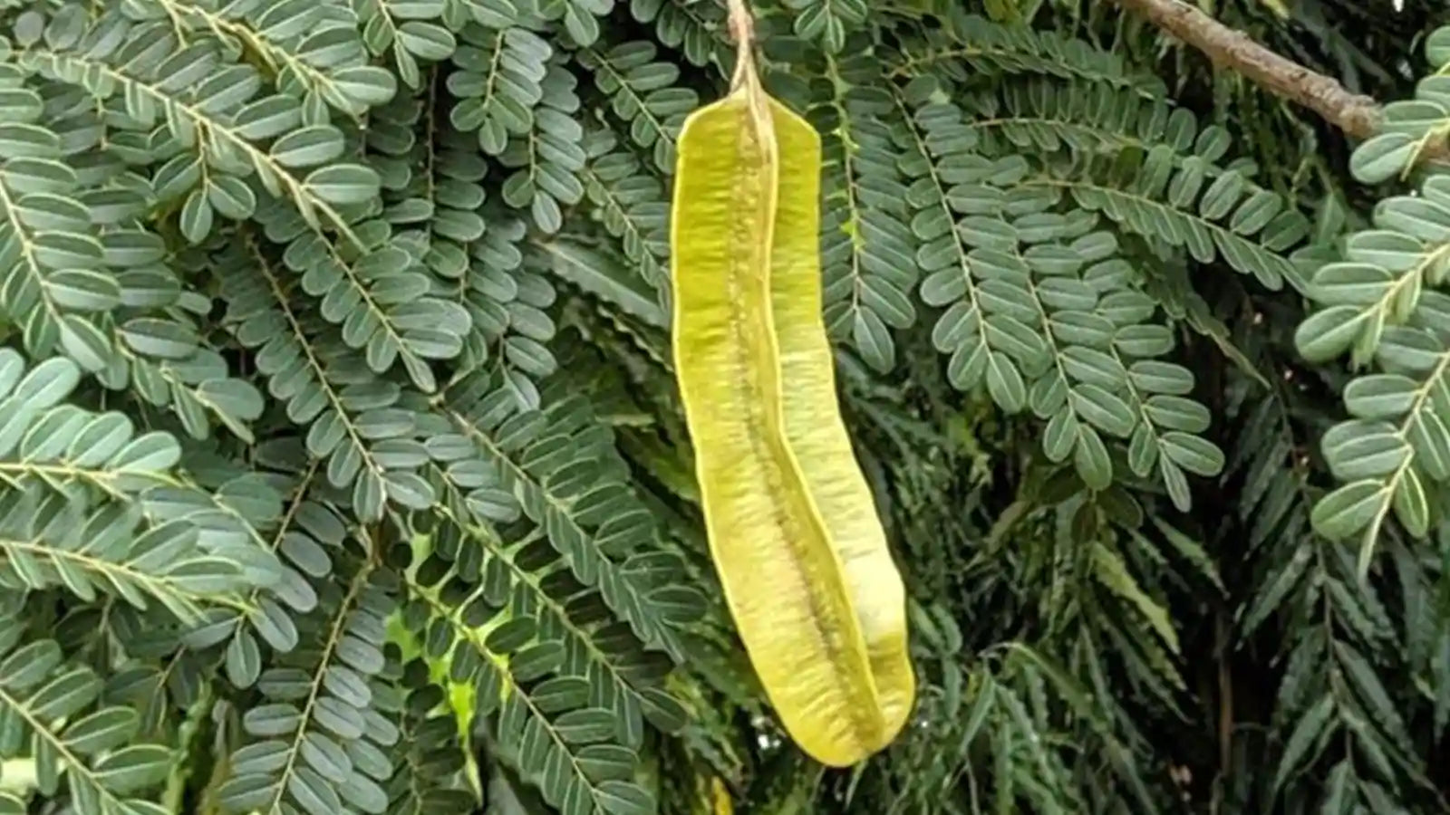 Polvo de fruta orgánica de 4 lados: beneficios, uso y secreto de salud